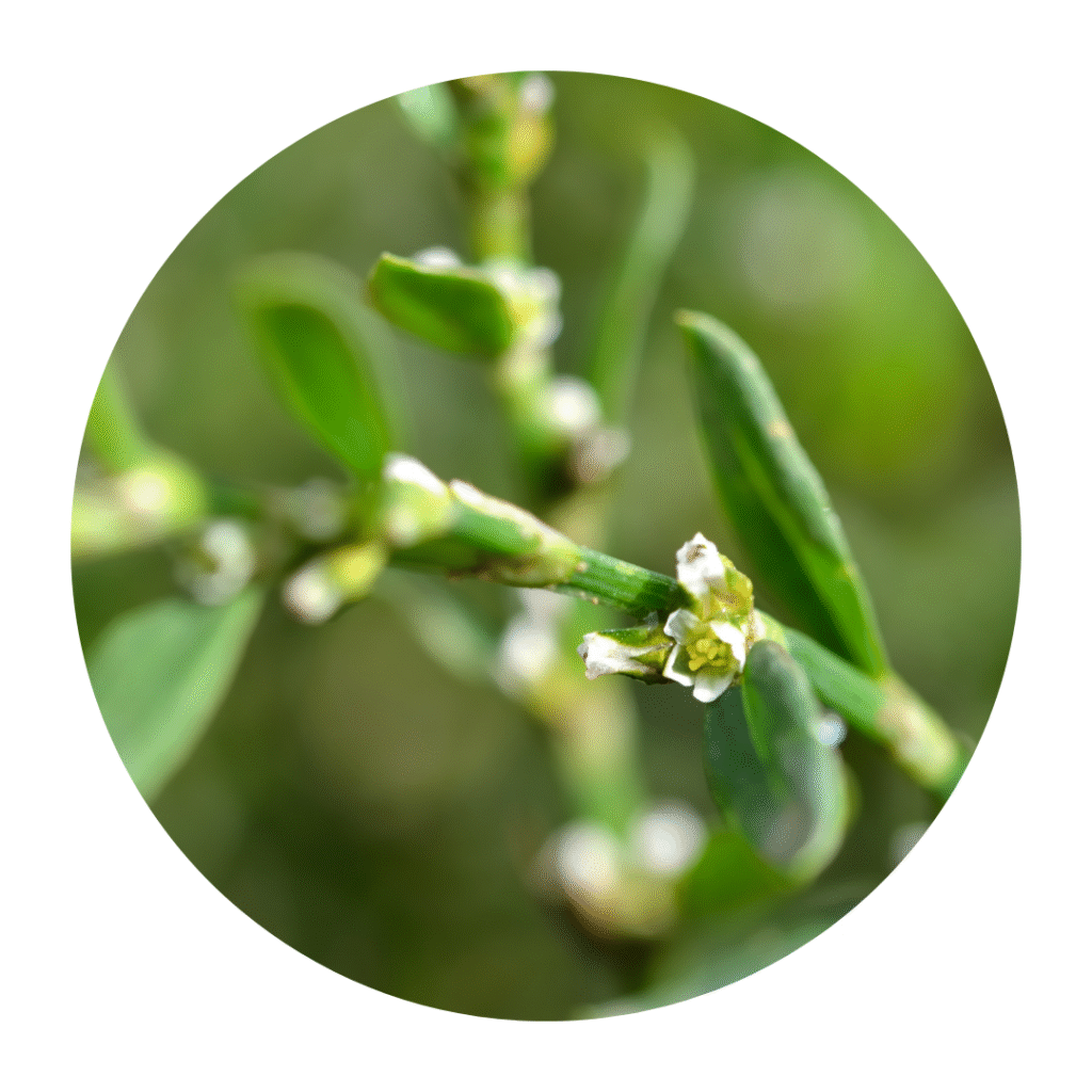 Poomp Revival Serum | official – puralinea.it